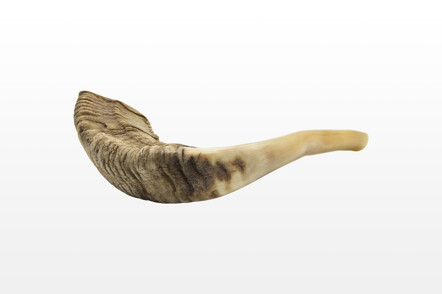 Ram's Horn Shofar - Israel Cart