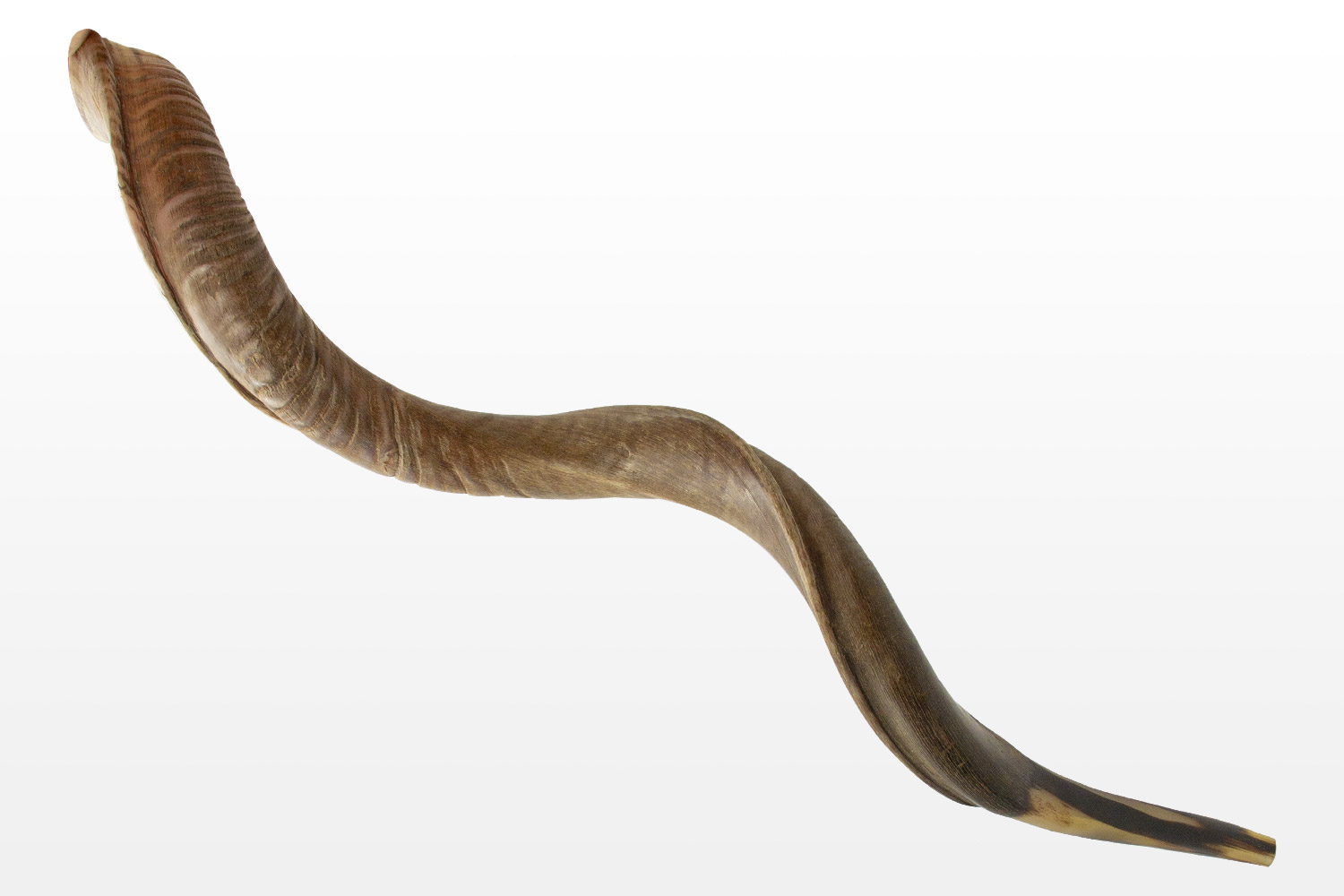 Natural Kudu Shofar - Israel Cart